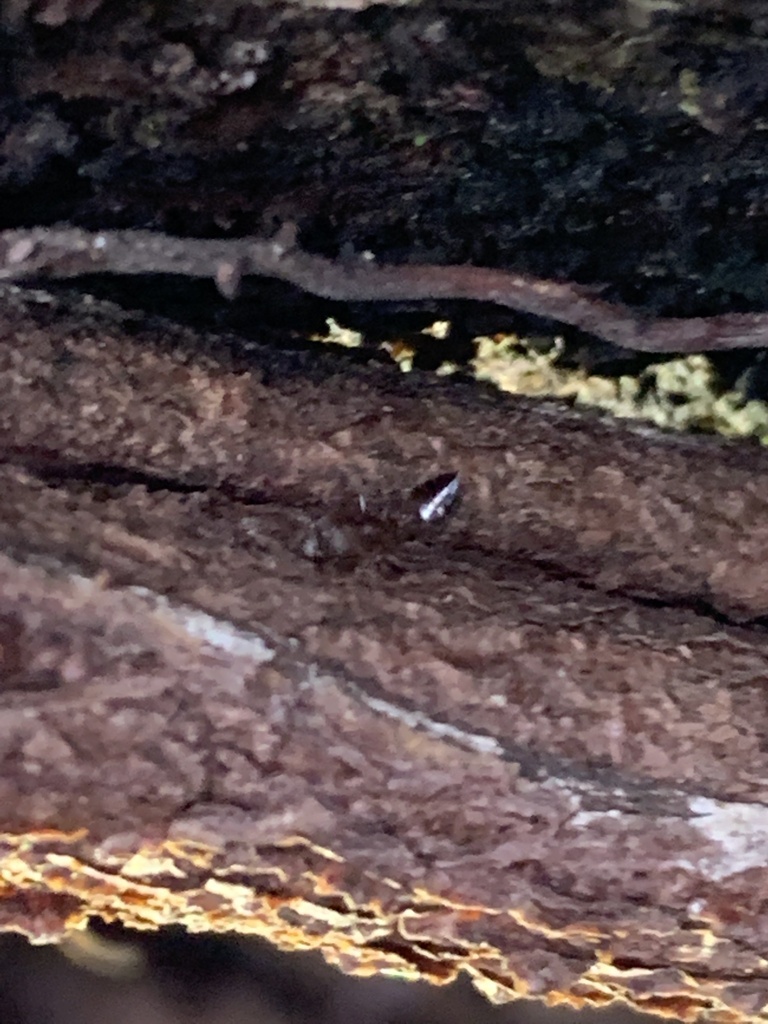 Crematogaster rogenhoferi from Montanha Russa Park, Macao, MO on April ...