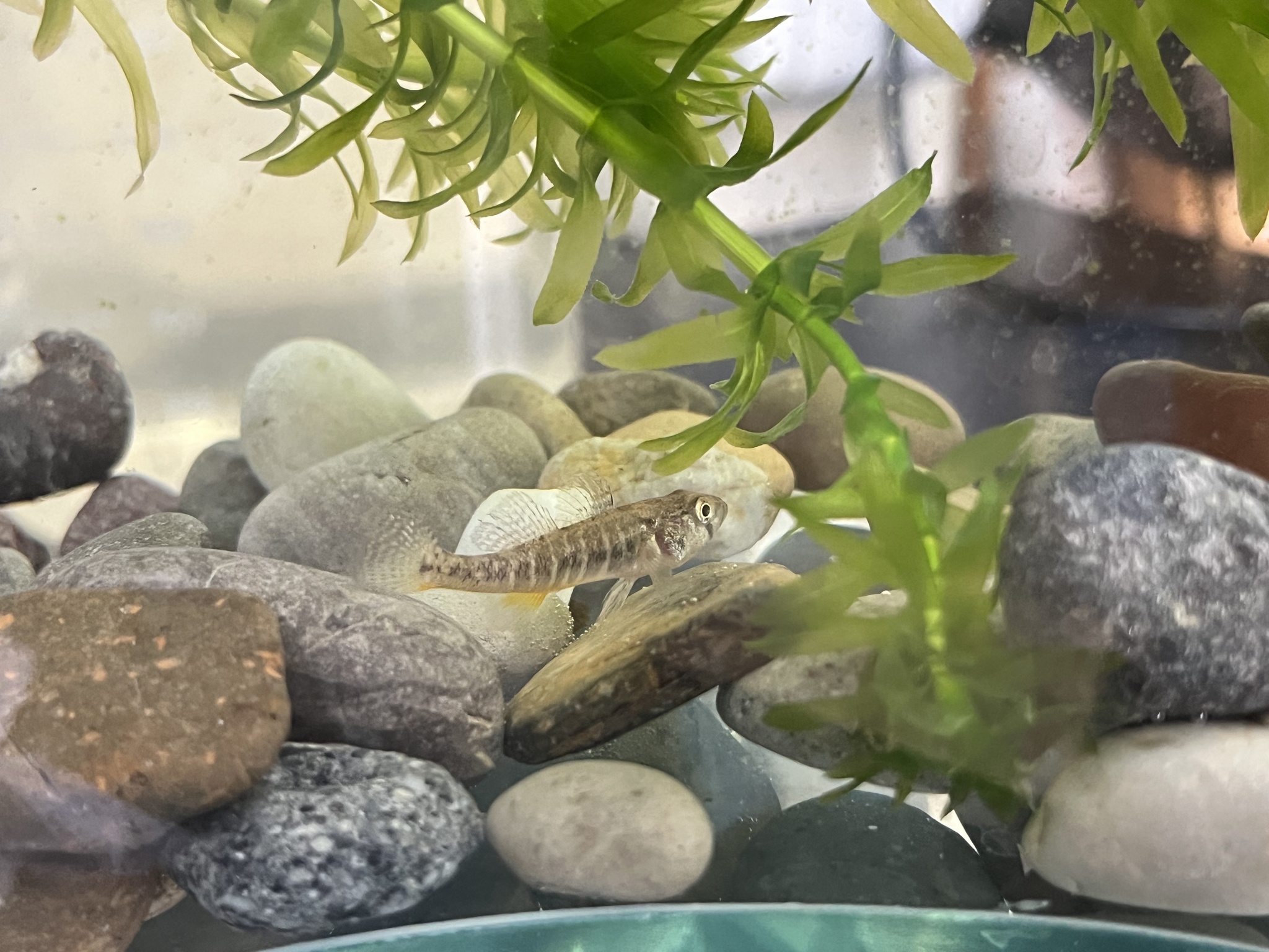 Micropercops swinhonis (Günther, 1873)