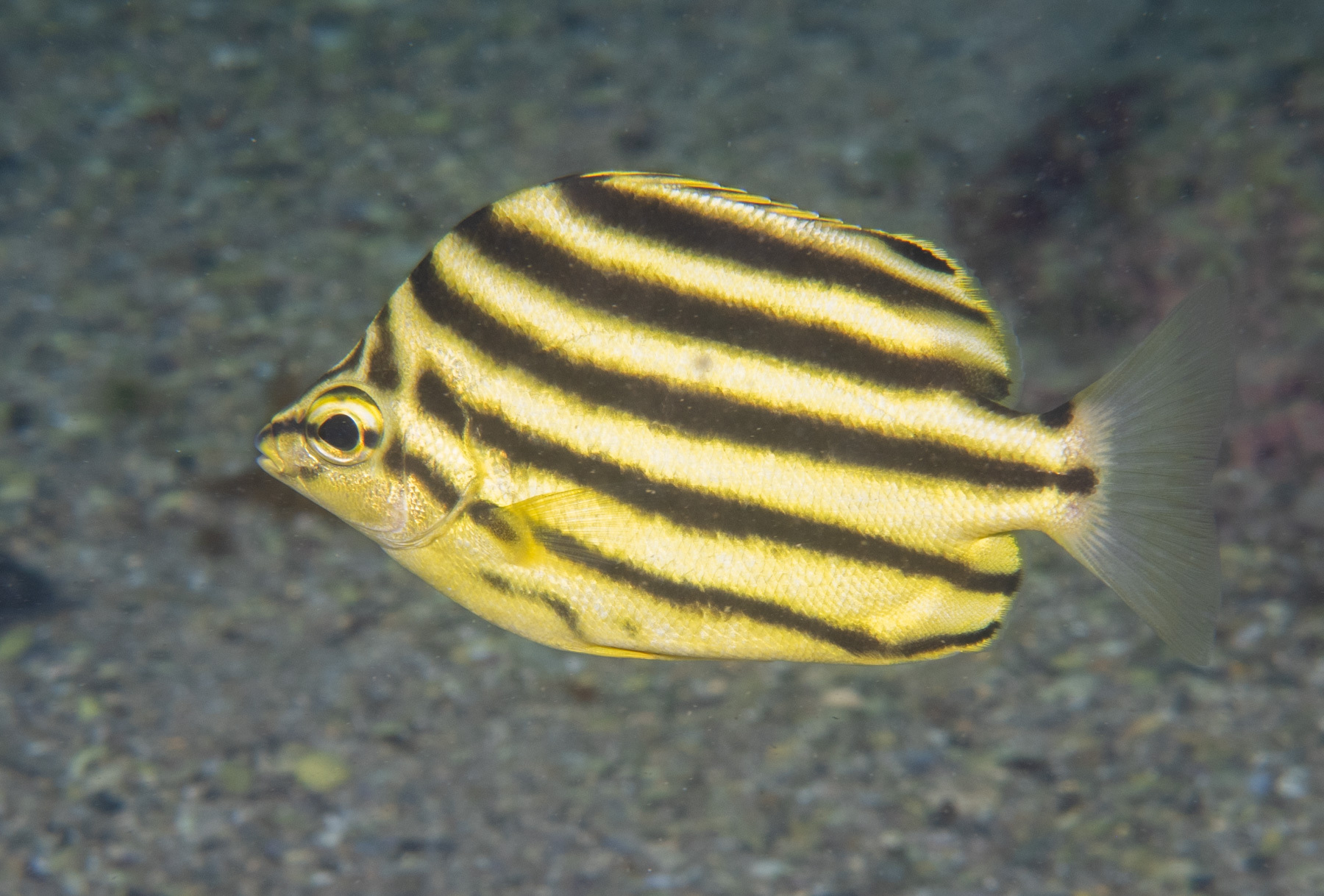 Microcanthus Swainson, 1839