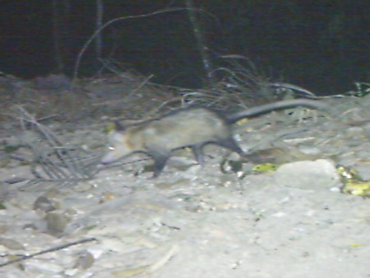 Didelphis marsupialis Linnaeus, 1758