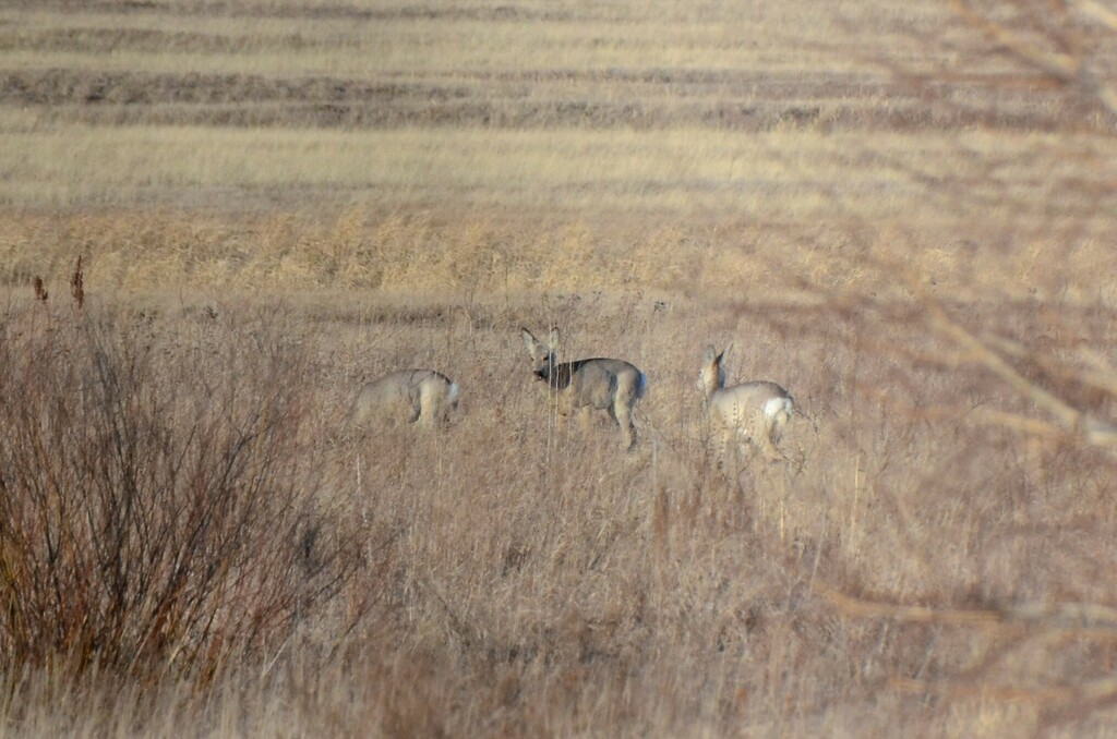 Eastern Roe Deer from Каменский р-н, Алтайский край, Россия on April 01 ...