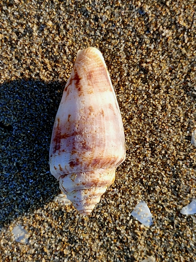 Anemone Cone from Blairgowrie VIC 3942, Australia on April 03, 2023 at ...