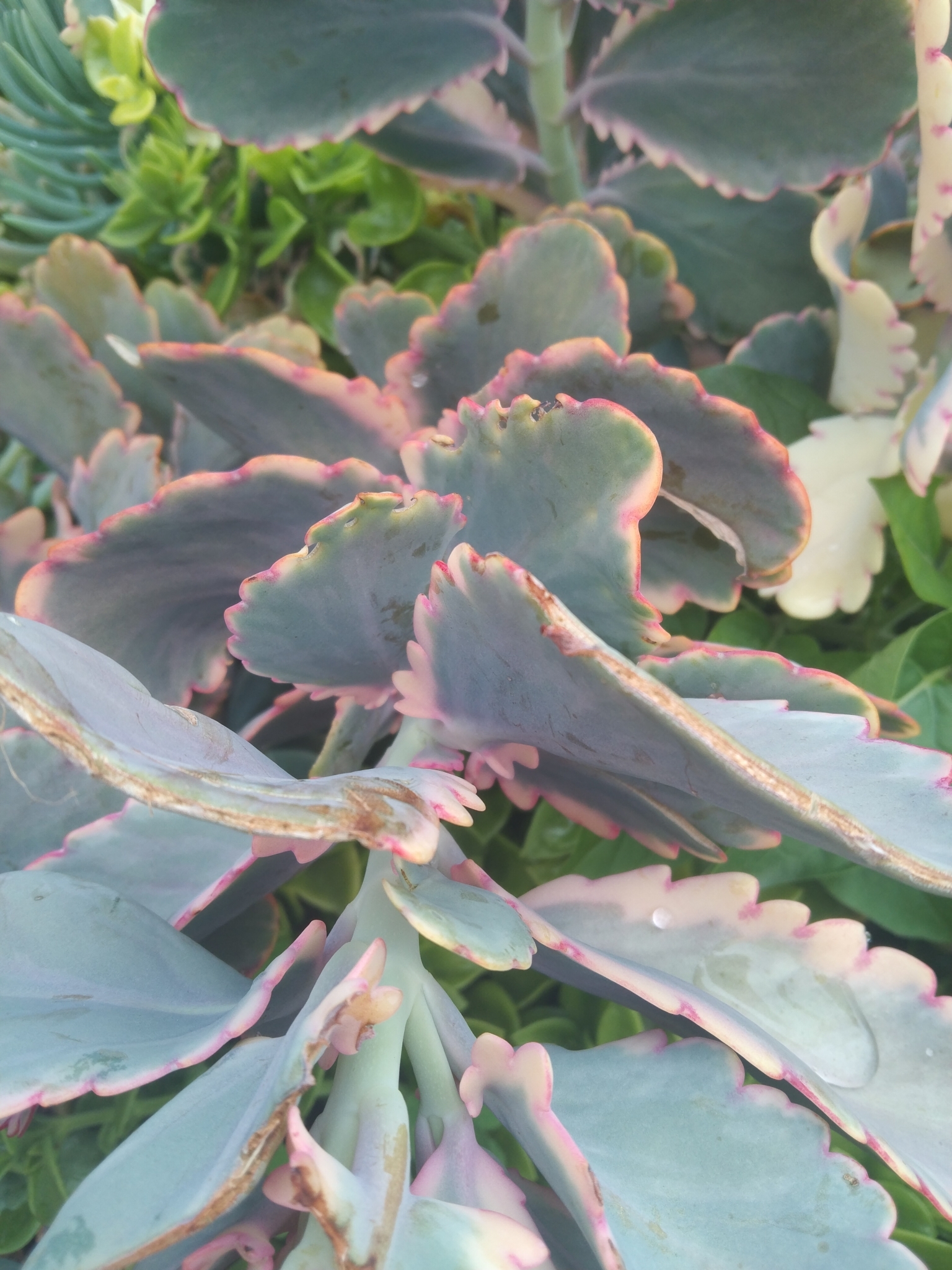 Kalanchoe fedtschenkoi Raym.-Hamet & Perrier