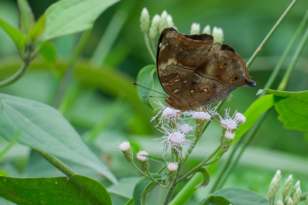 Autumn Leaf from Pelalawan Regency, Riau, Indonesia on April 3, 2023 at ...