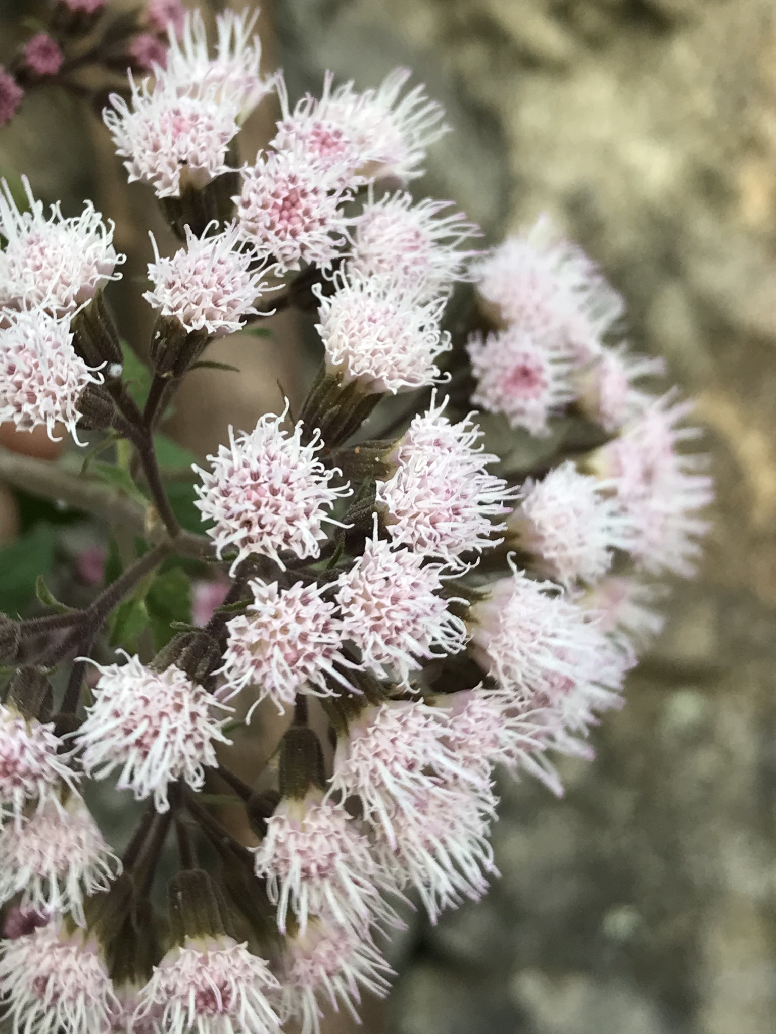 Ageratina deltoidea (Jacq.) R.King & H.Rob.