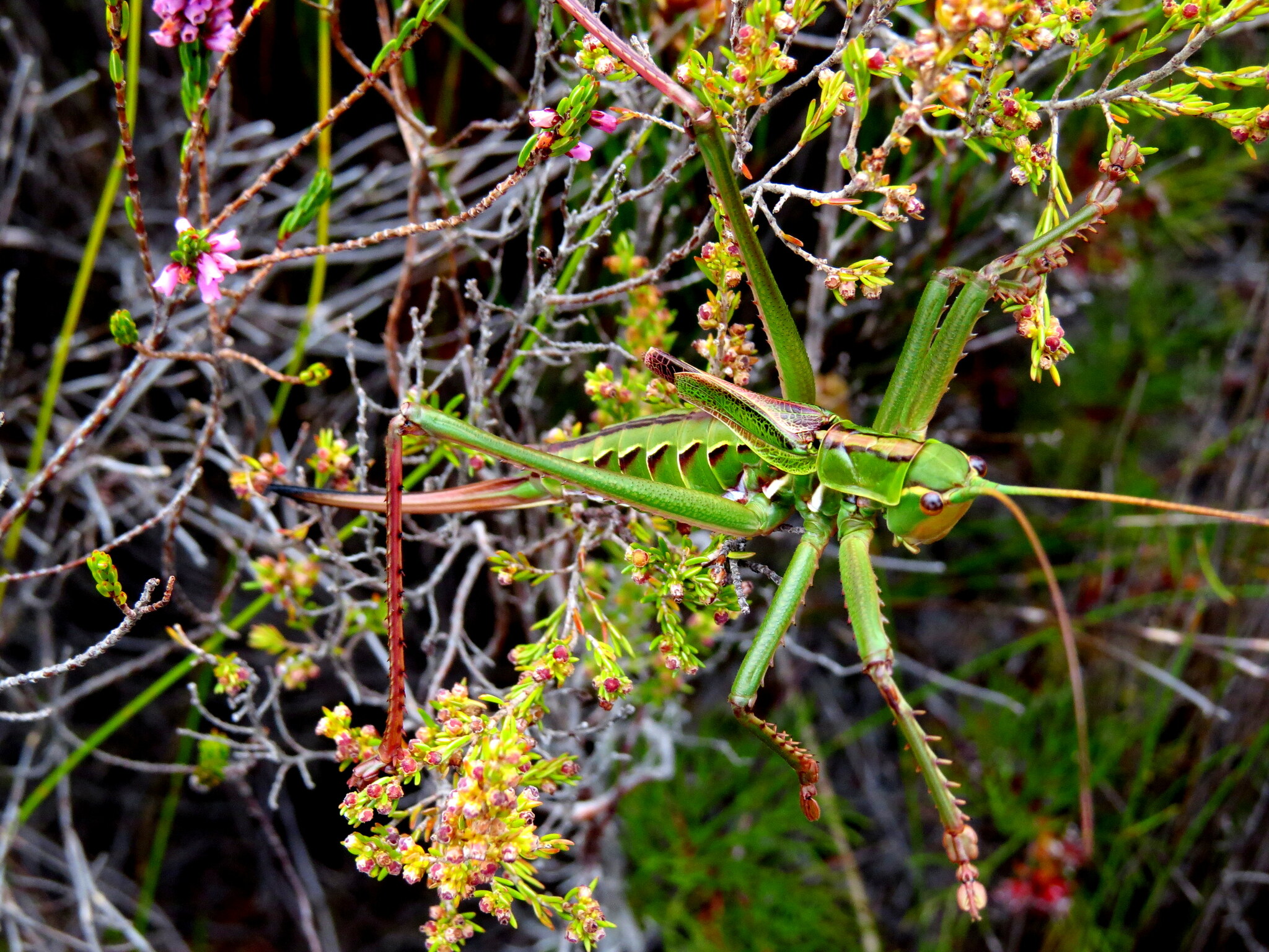 Clonia melanoptera (Linnaeus, 1758)