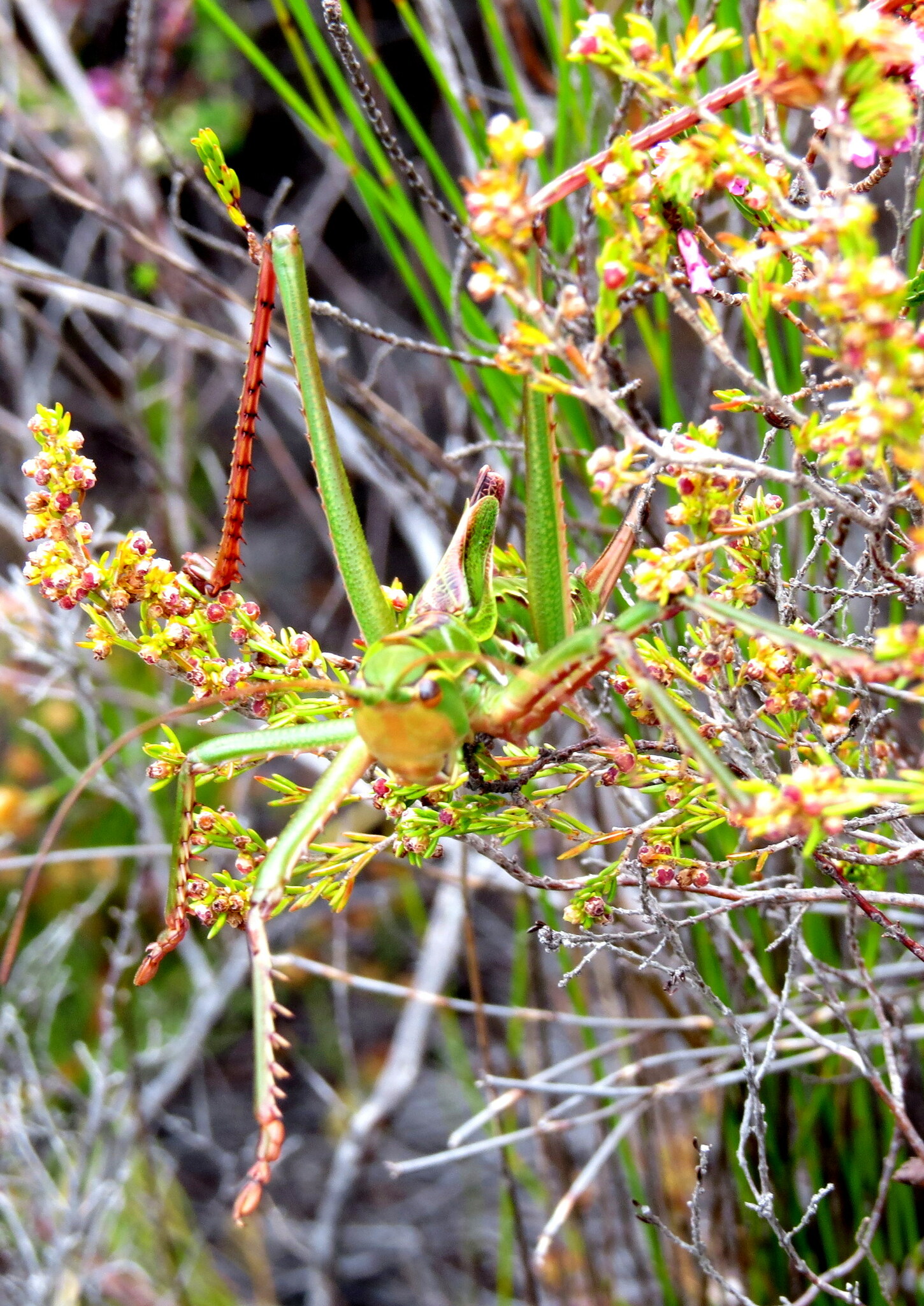 Clonia melanoptera (Linnaeus, 1758)