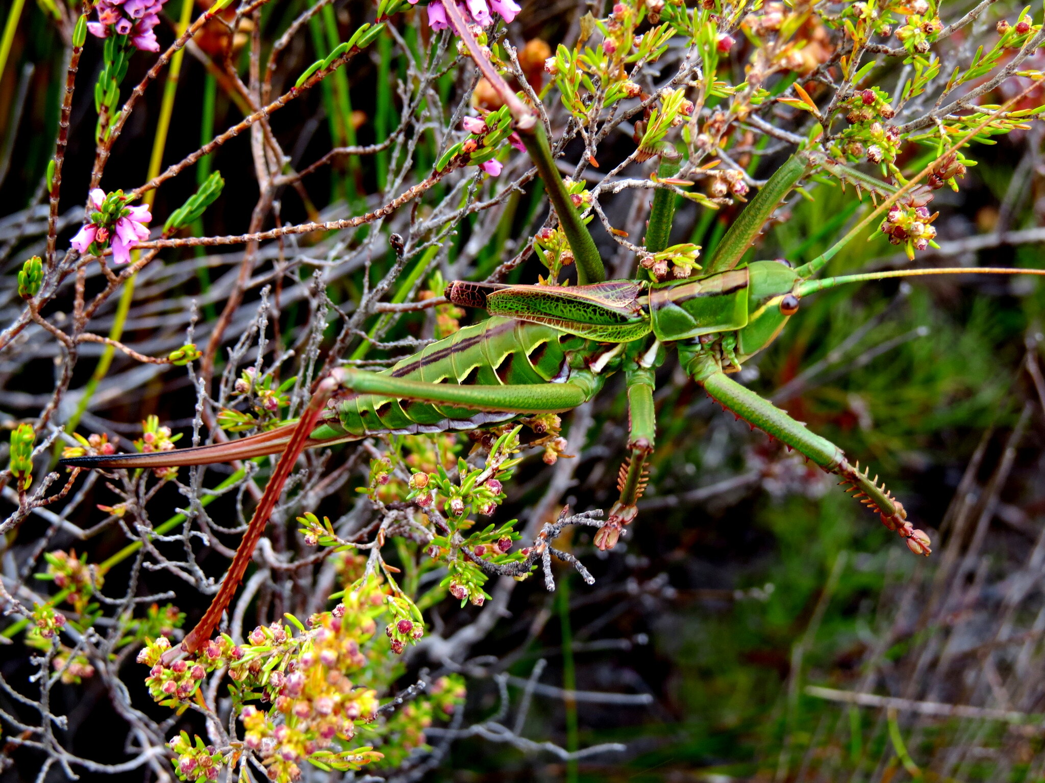 Clonia melanoptera (Linnaeus, 1758)