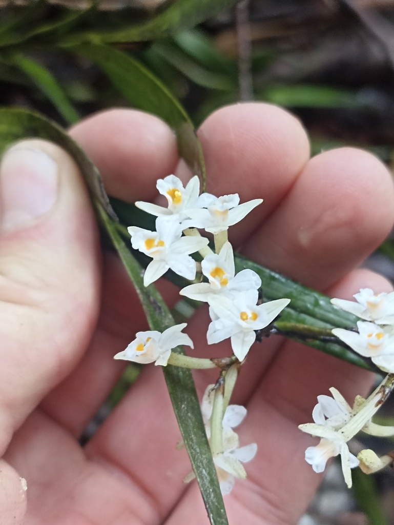 Easter Orchid from 3079, New Zealand on March 28, 2023 at 10:58 AM by ...