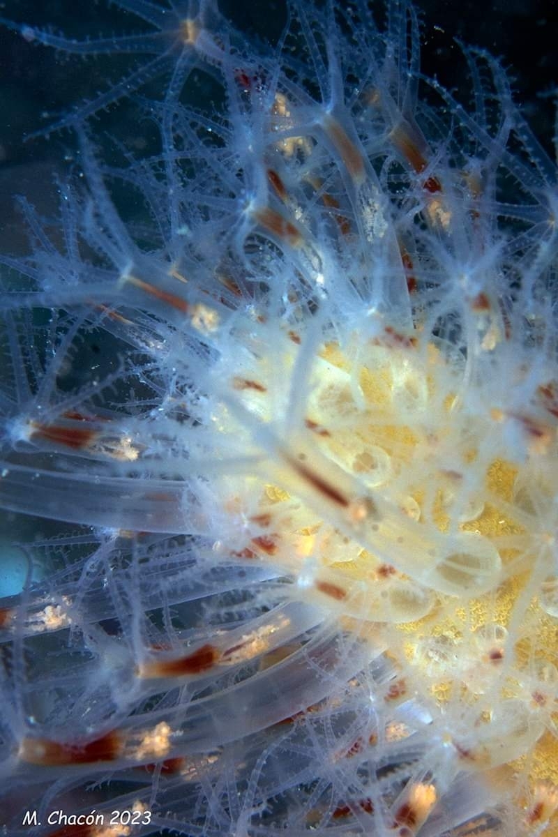 Veretillum cynomorium (Pallas, 1766)