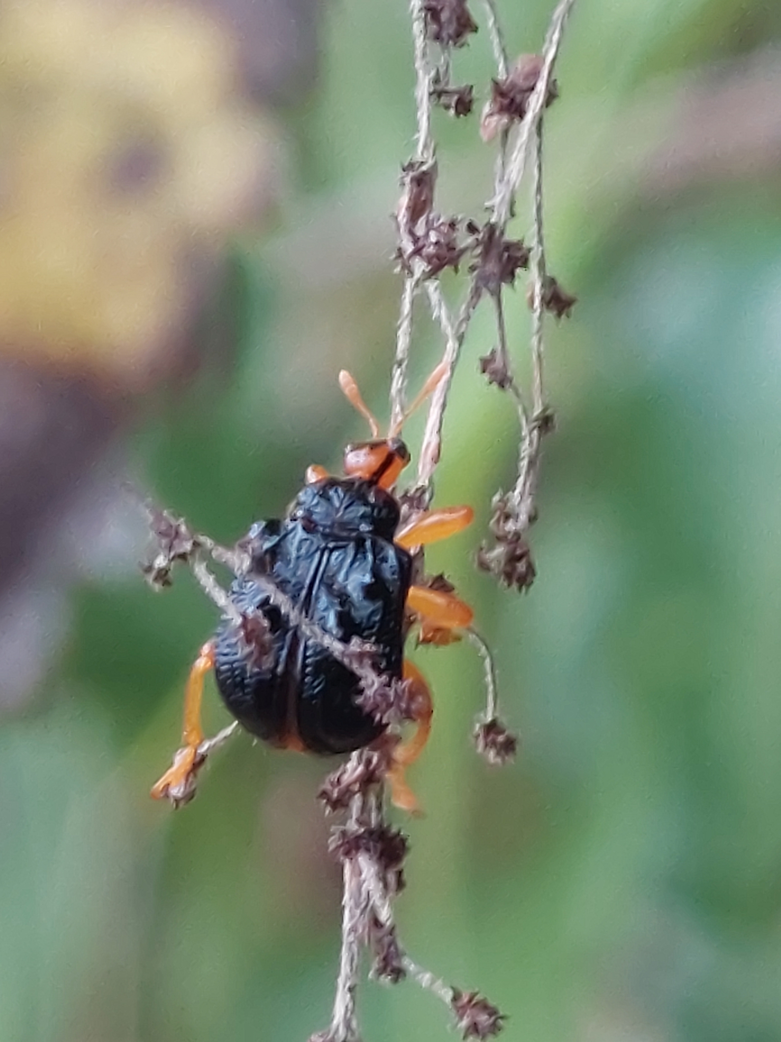 Agomadaranus pardaloides (Voss, 1924)