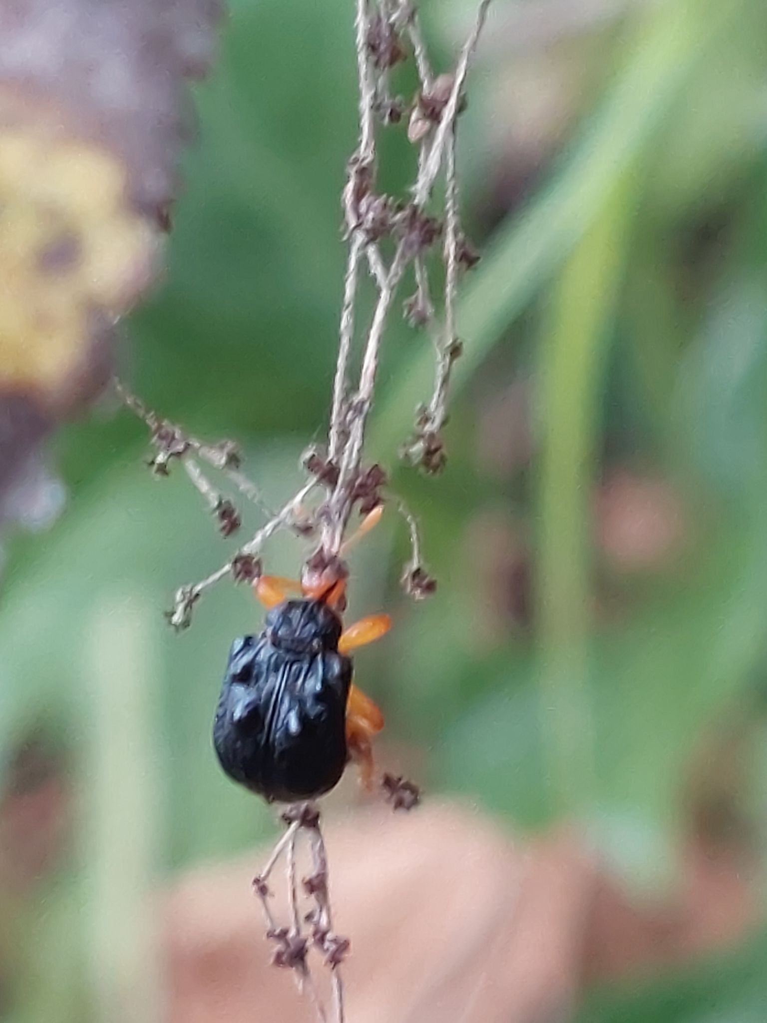 Agomadaranus pardaloides (Voss, 1924)