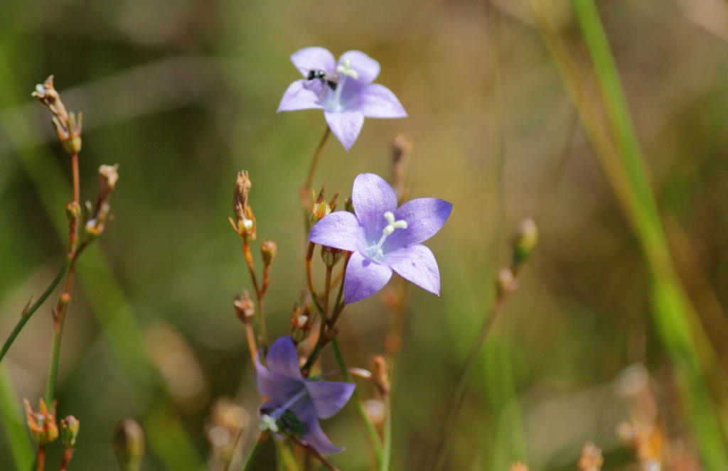 African Blue Bell from Wonderboom, Pretoria, 0182, South Africa on ...