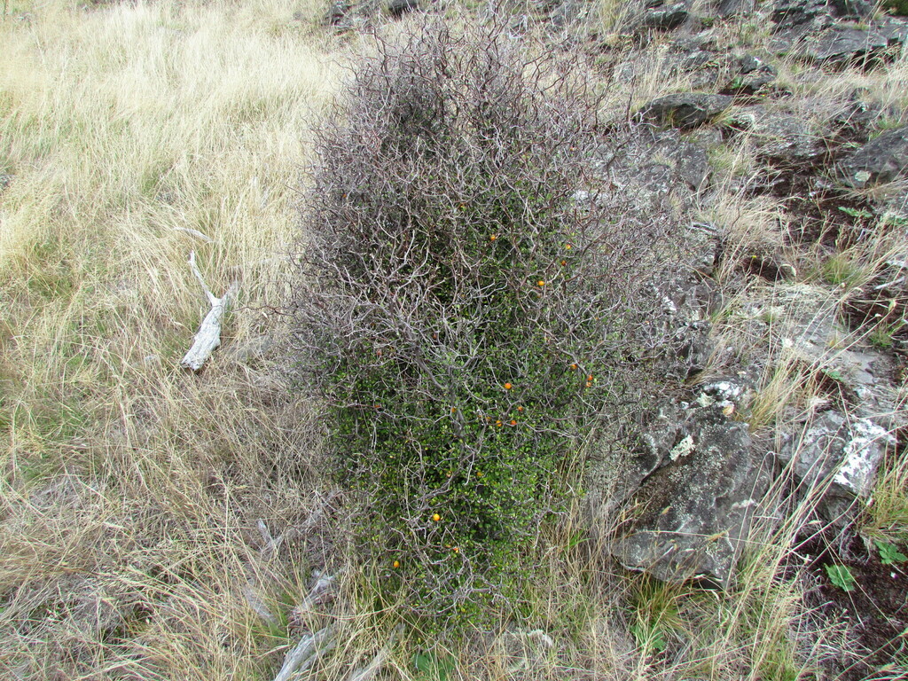 Korokio from Cattle Flat 9382, New Zealand on April 03, 2023 at 03:47 ...