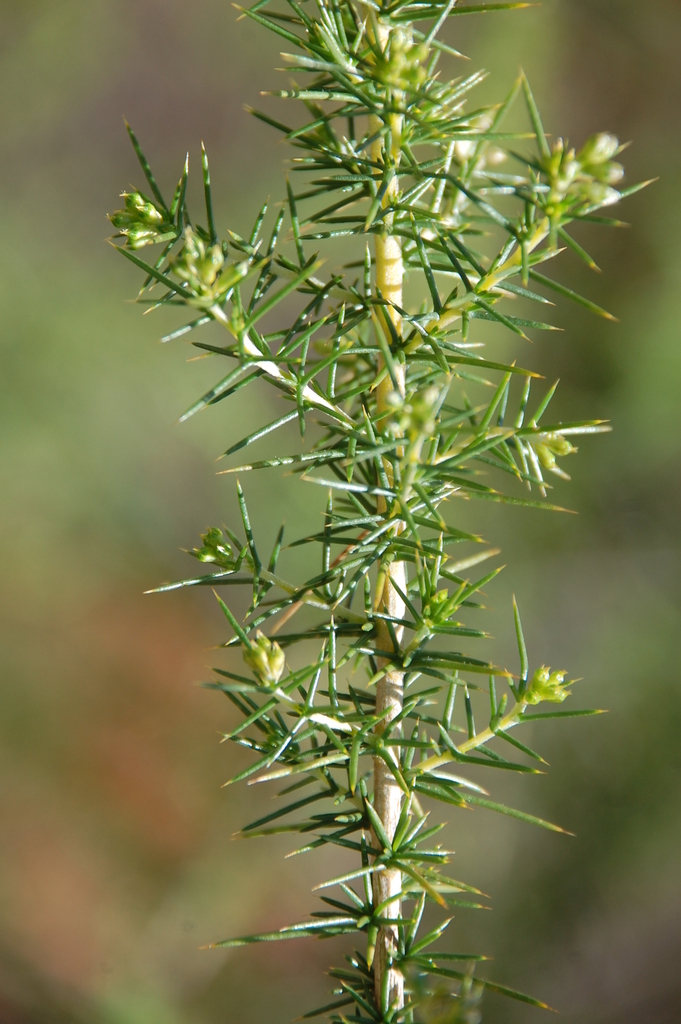 Longspike Capegorse from Dasklip Pass, West Coast District Municipality ...