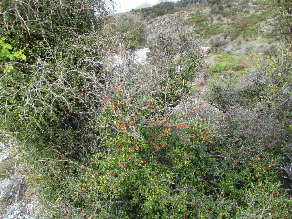 Korokio from Cattle Flat 9382, New Zealand on April 03, 2023 at 04:02 ...