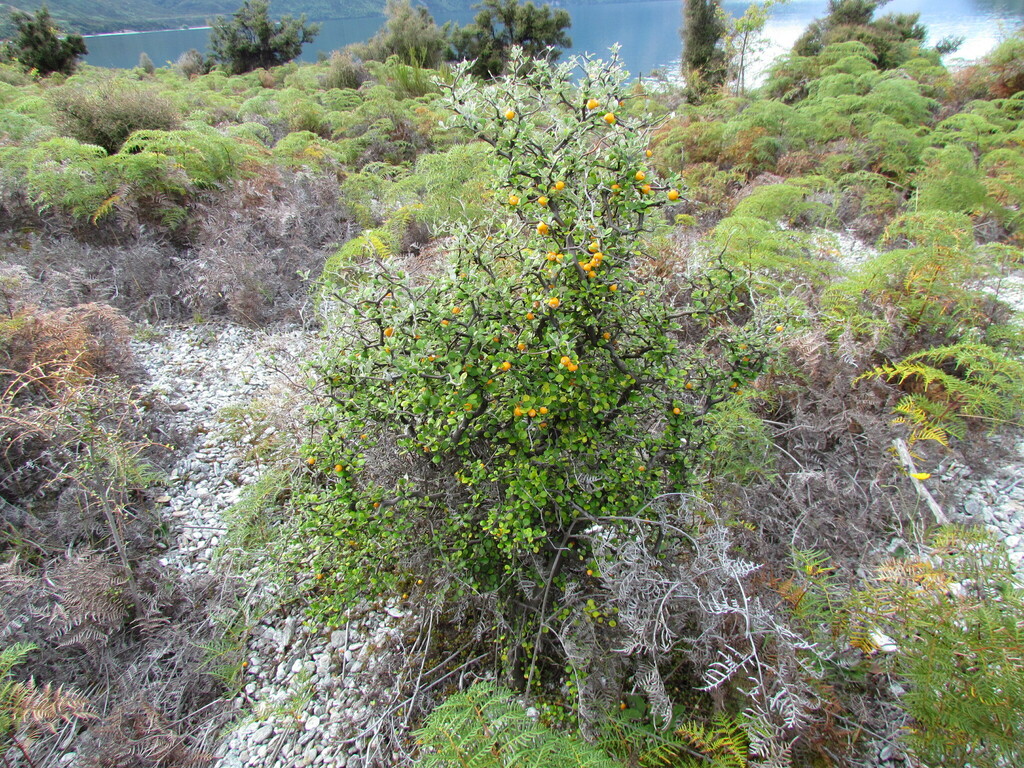 Korokio from Cattle Flat 9382, New Zealand on April 3, 2023 at 04:09 PM ...