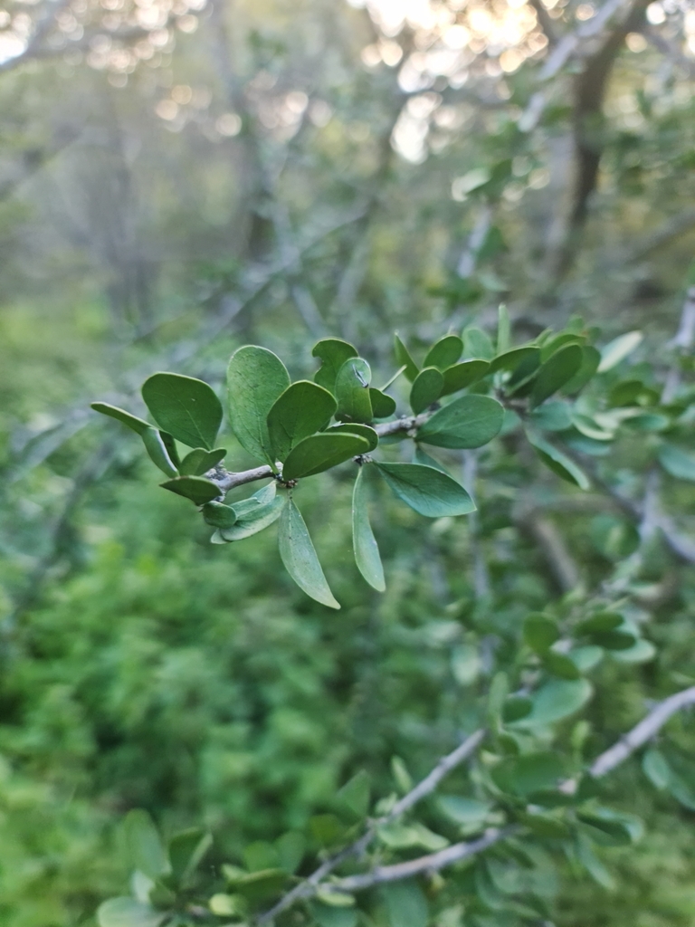 Cape-Lilac from Carletonville, 2499, South Africa on April 02, 2023 at ...