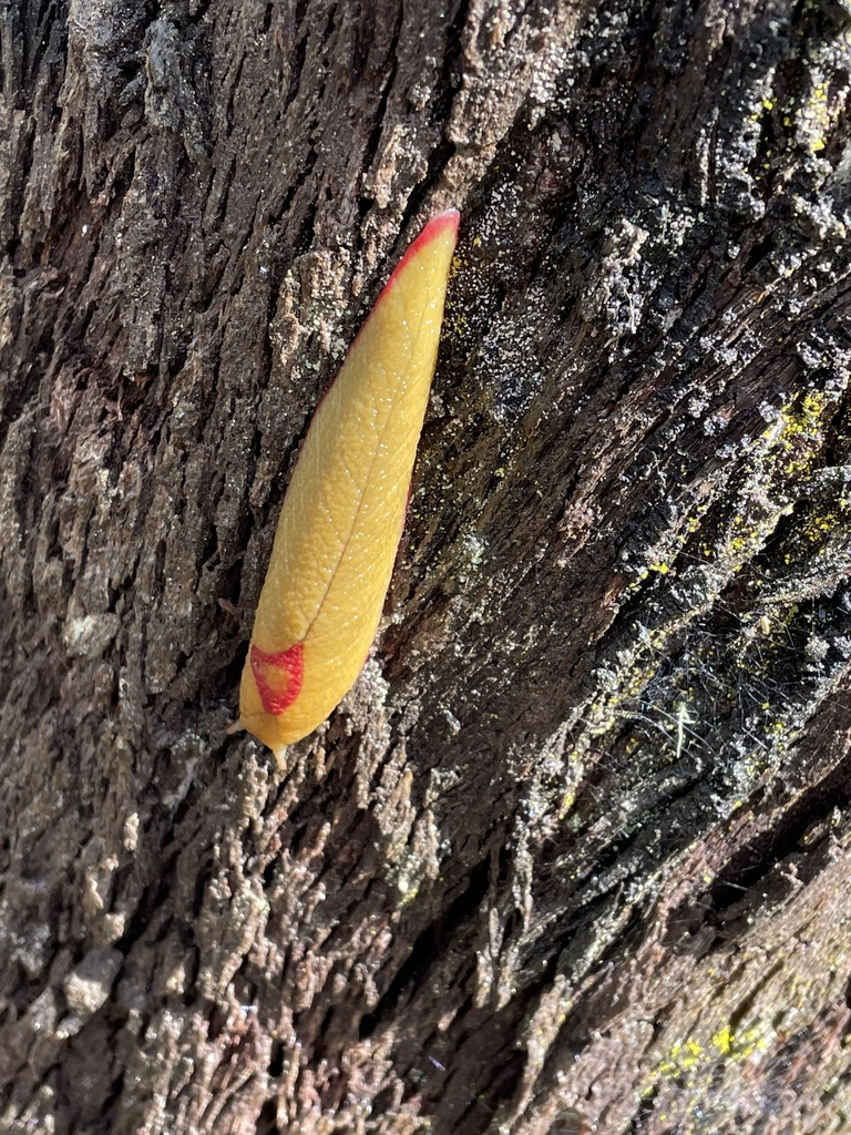 Red Triangle Slug from Blue Mountains National Park, Blue Mountains ...
