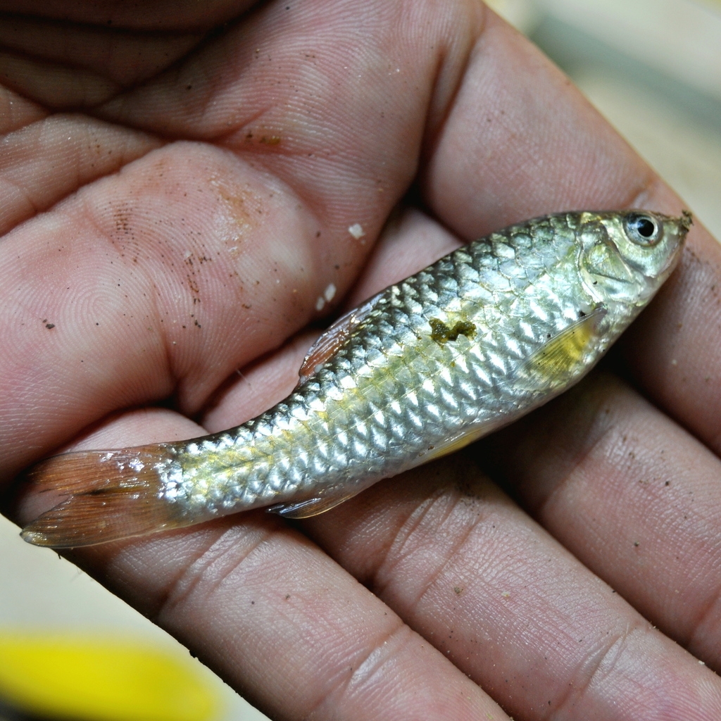 Swamp Barb (Puntius brevis) - Marine Life Identification