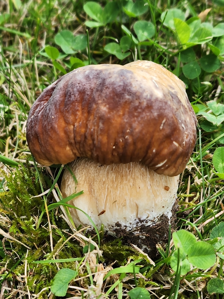 King Bolete in April 2023 by maksympolyakov · iNaturalist
