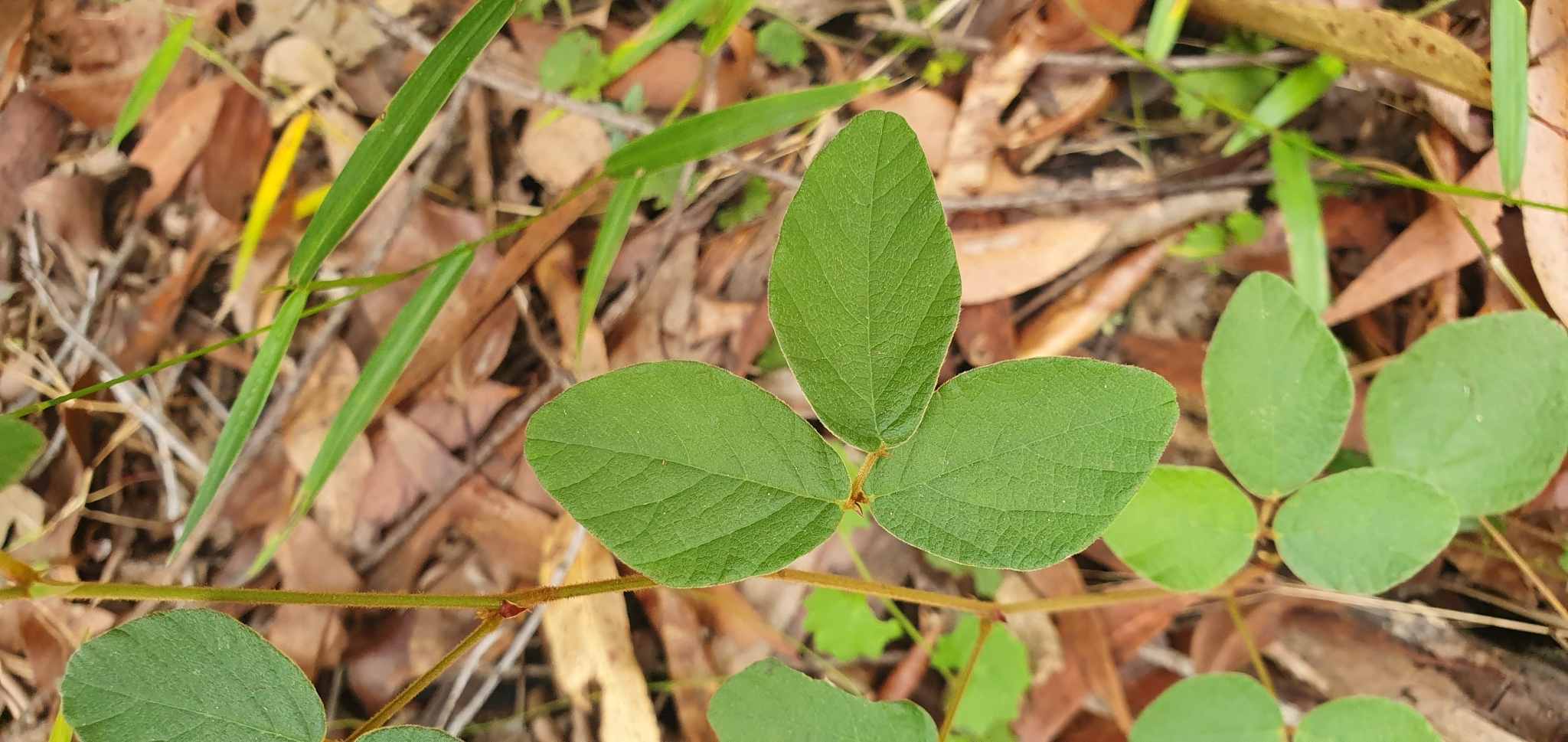 Desmodium rhytidophyllum F.Muell. ex Benth.