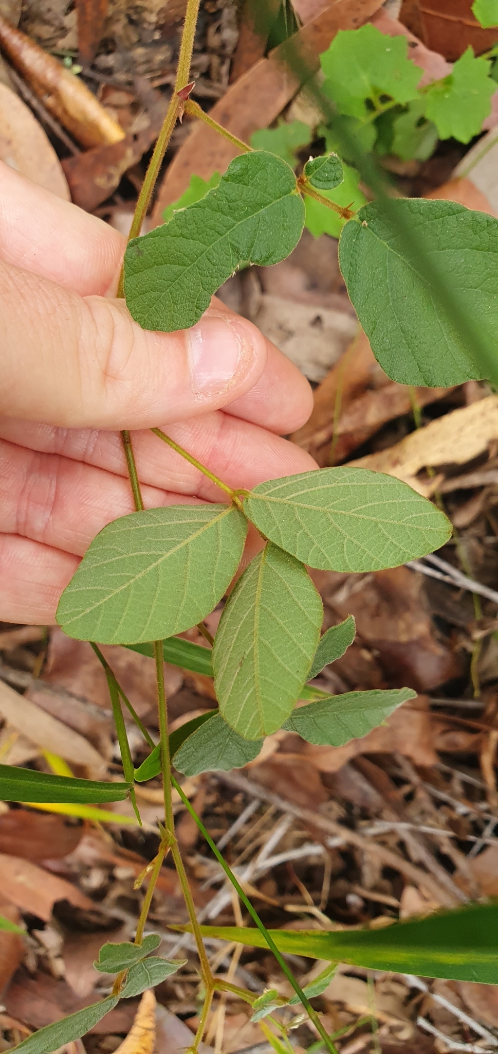 Desmodium rhytidophyllum F.Muell. ex Benth.
