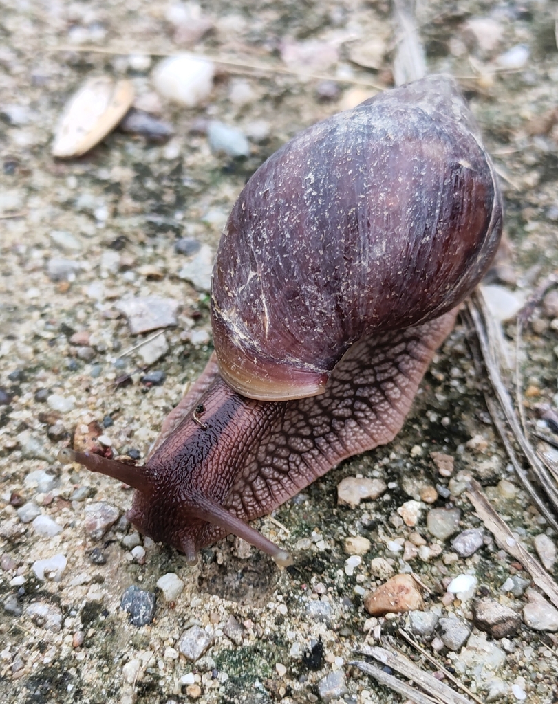 Giant Blonde Snail from 广东省惠州市惠阳区黄屋 on April 3, 2023 at 05:58 PM by ...