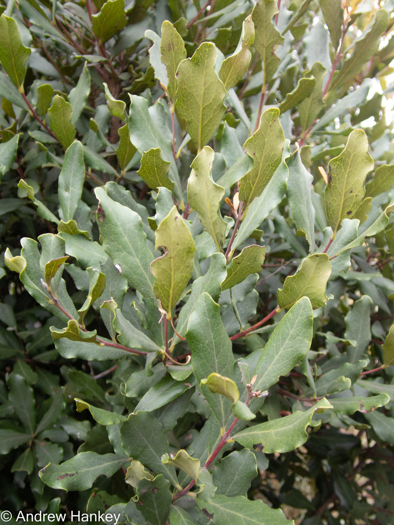 Blue Gwarrie from Sekhukhune District Municipality, South Africa on ...