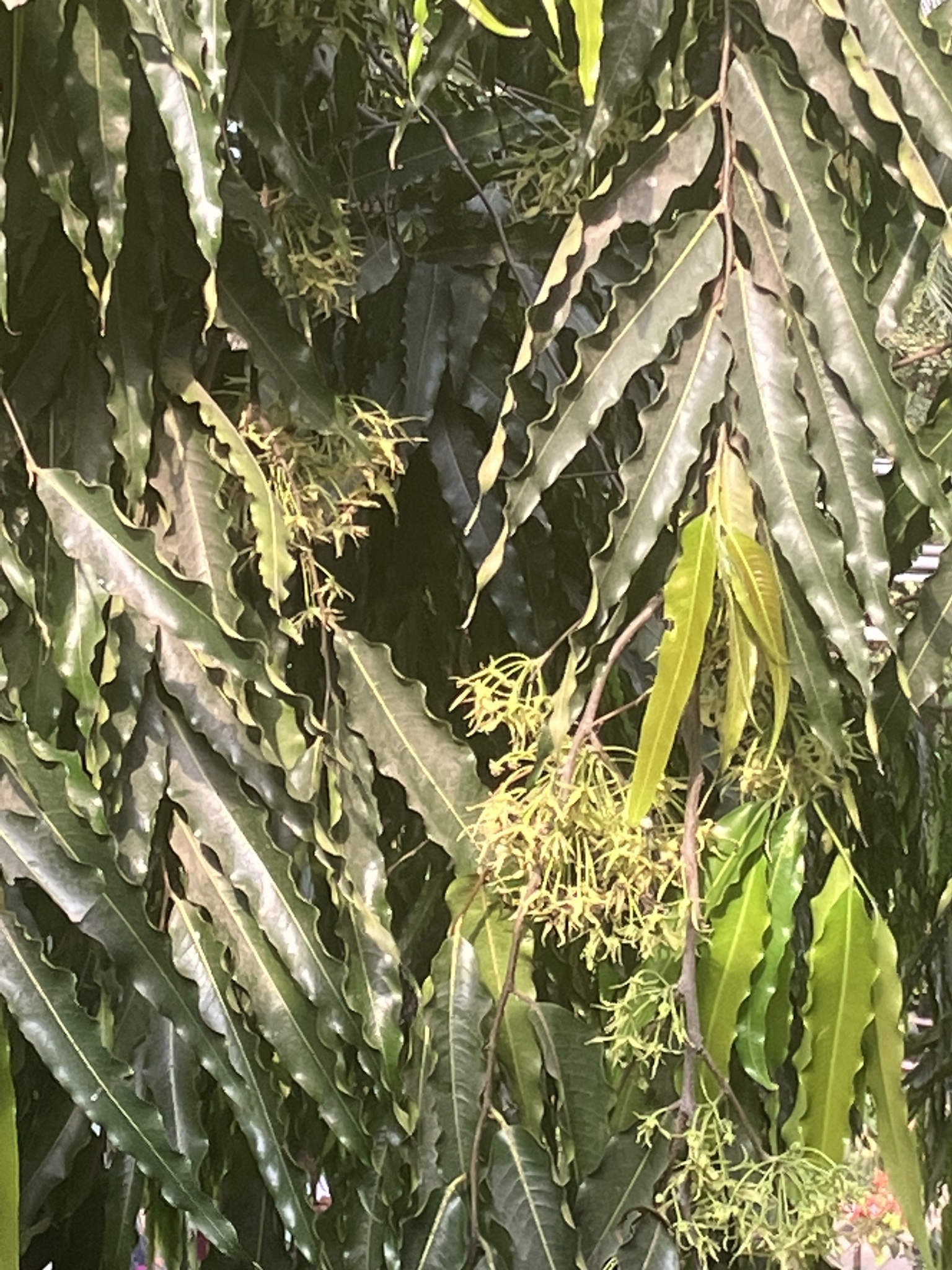 Polyalthia longifolia (Sonn.) Thwaites