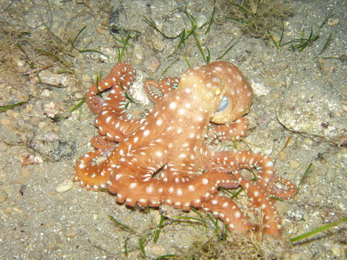 Atlantic White-spotted Octopus (Octopus macropus) · iNaturalist