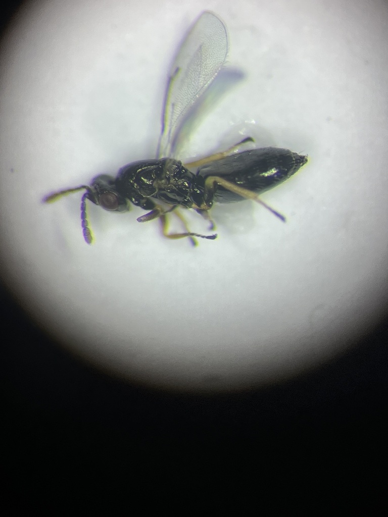 Chalcidoid Wasps from Rotem on March 31, 2023 at 12:29 PM by Noah ...
