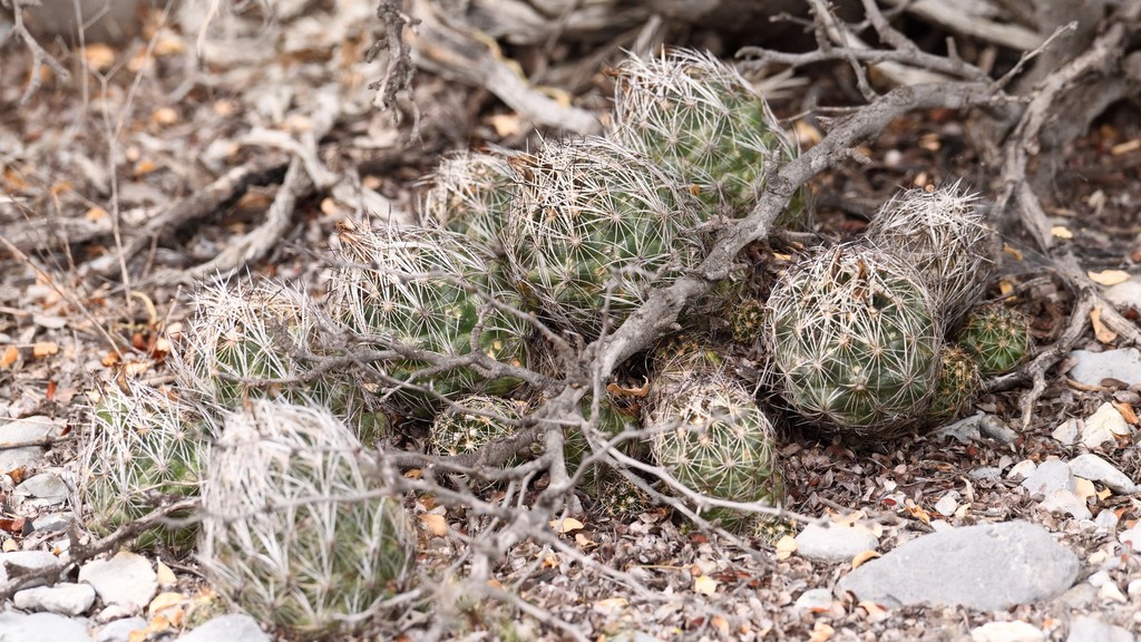 Coryphantha neglecta in October 2018 by Roberto González · iNaturalist