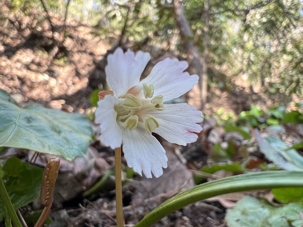 Oconee bells in March 2023 by Evan. Beautiful flowering Oconee Bells ...