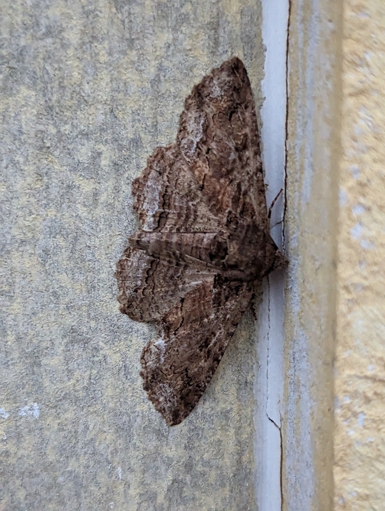 Lunate Zale Moth from Wylie, TX 75098, USA on April 03, 2023 at 06:57 ...