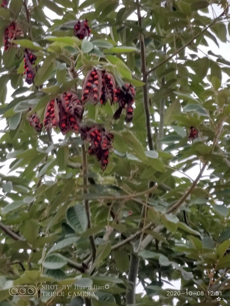 (Ormosia henryi) - Botanical Realm