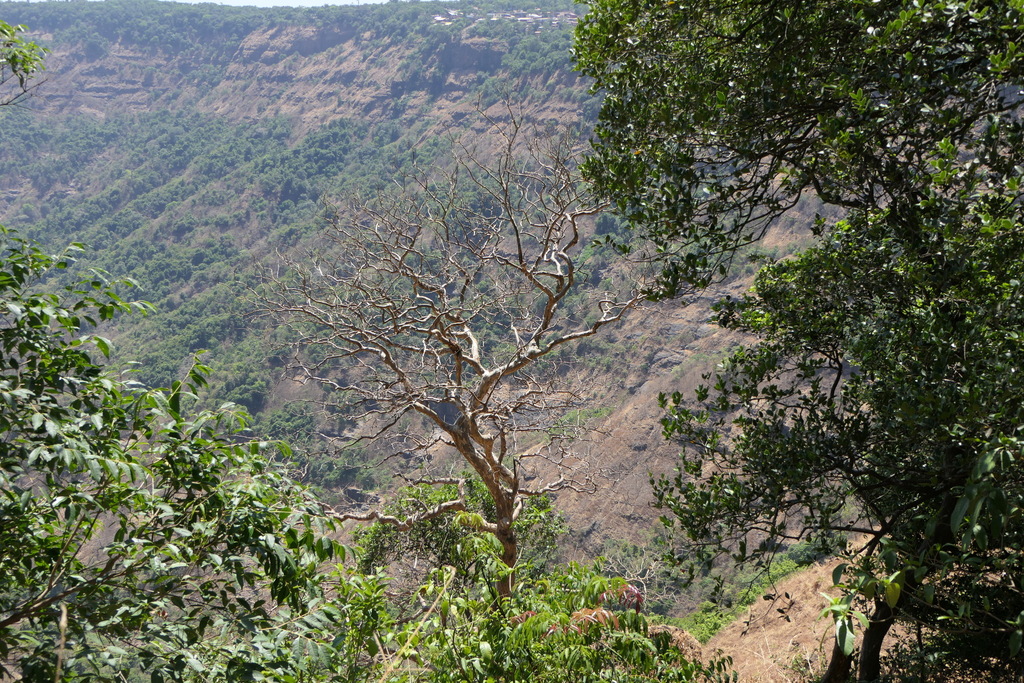 Lagerstroemia microcarpa from Mātherān, Maharashtra, India on April 1 ...