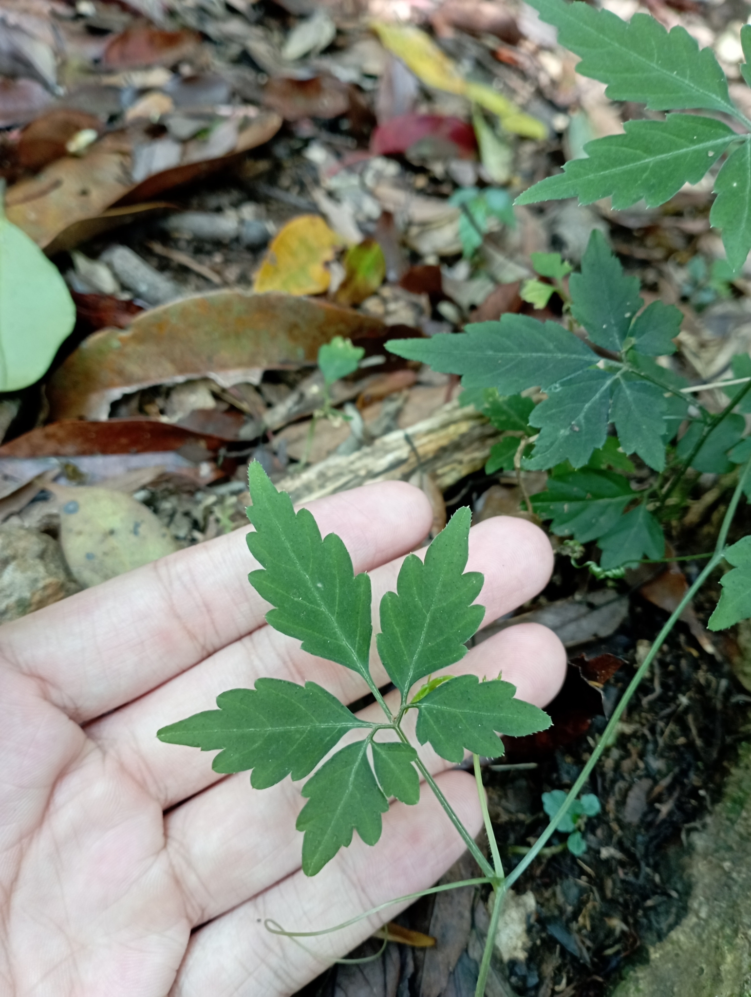 Gynostemma pentaphyllum (Thunb.) Makino