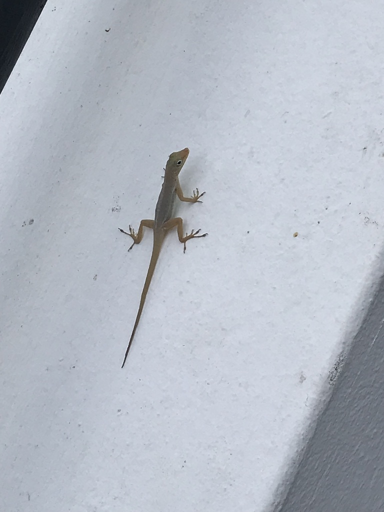 Saint Croix Anole from Northwest, St Croix 00840, USVI on April 2, 2023 ...