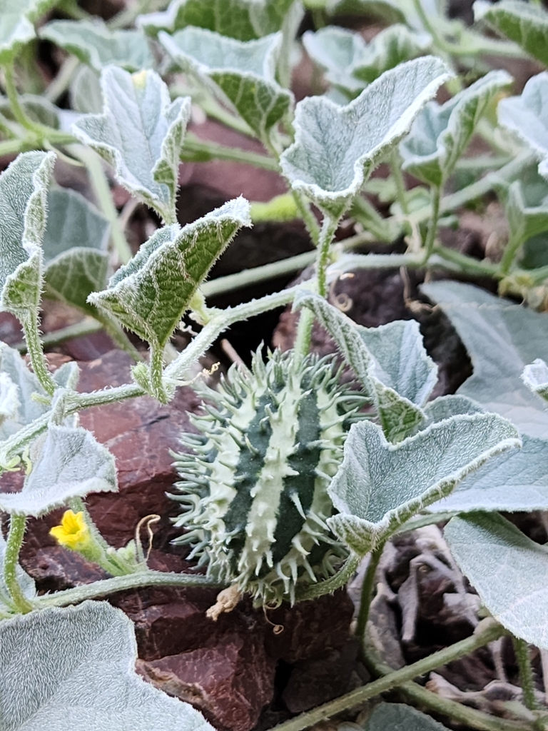 Wild Cucumber from Wadi Kub - Ras al Khaimah - United Arab Emirates on ...
