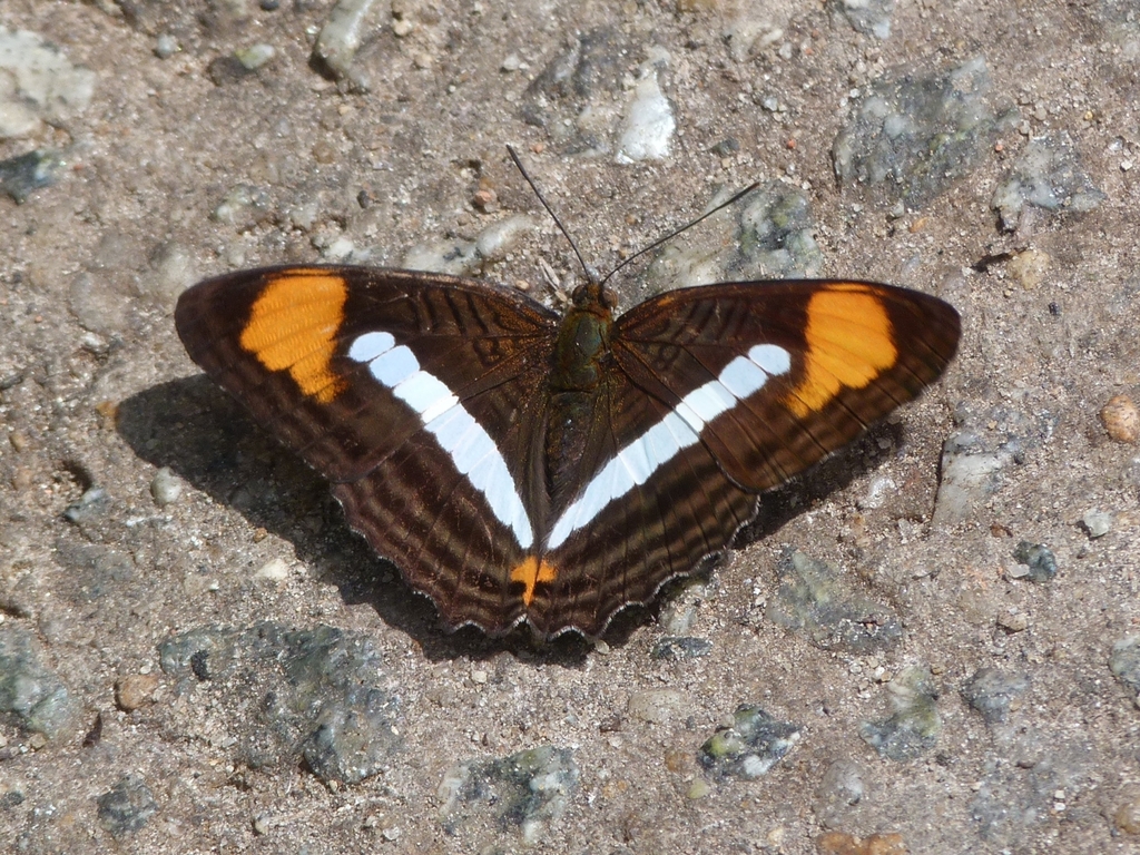 Adelpha iphiclus (Borboletas de Rio Claro, SP/Butterflies of Rio Claro ...
