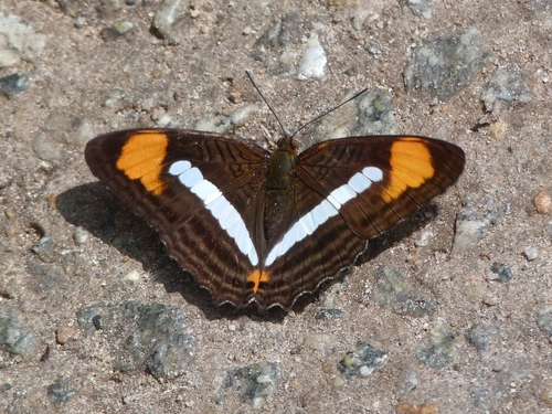 Adelpha iphiclus (Borboletas de Rio Claro, SP/Butterflies of Rio Claro ...