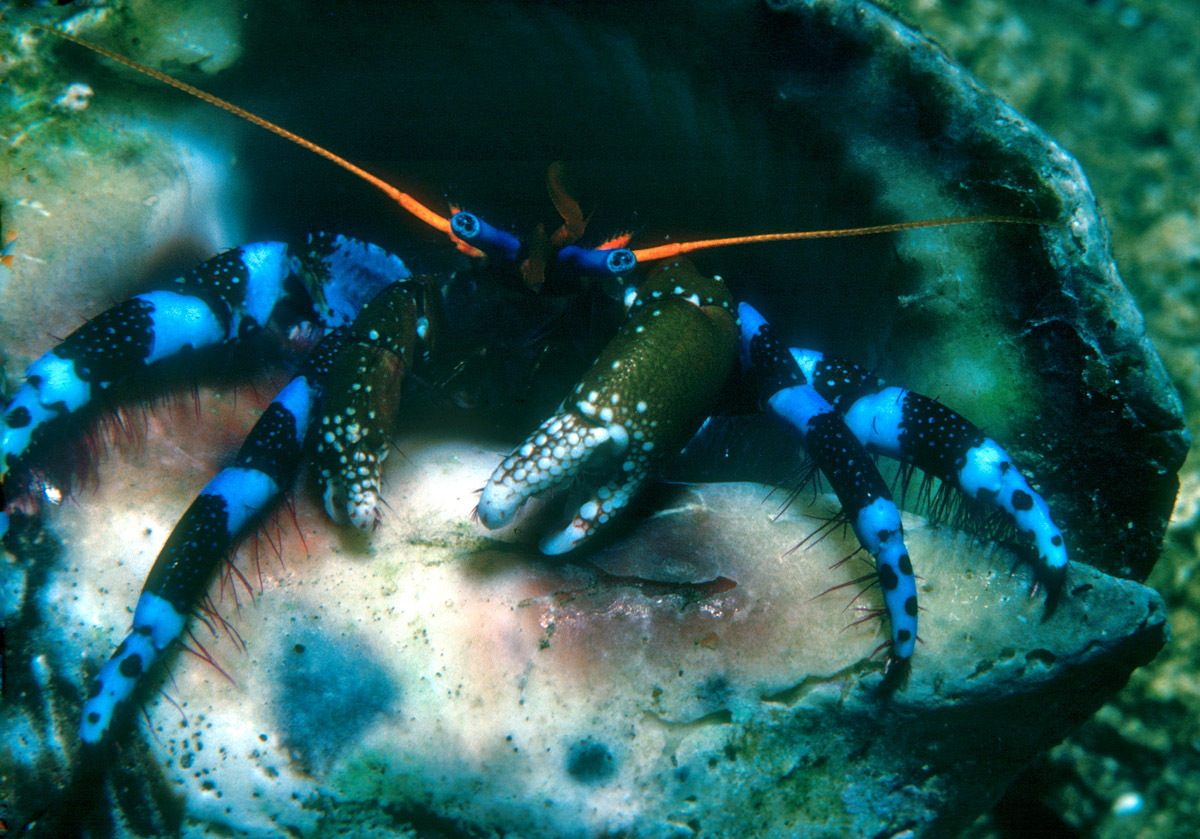 Calcinus elegans (H.Milne Edwards, 1836)