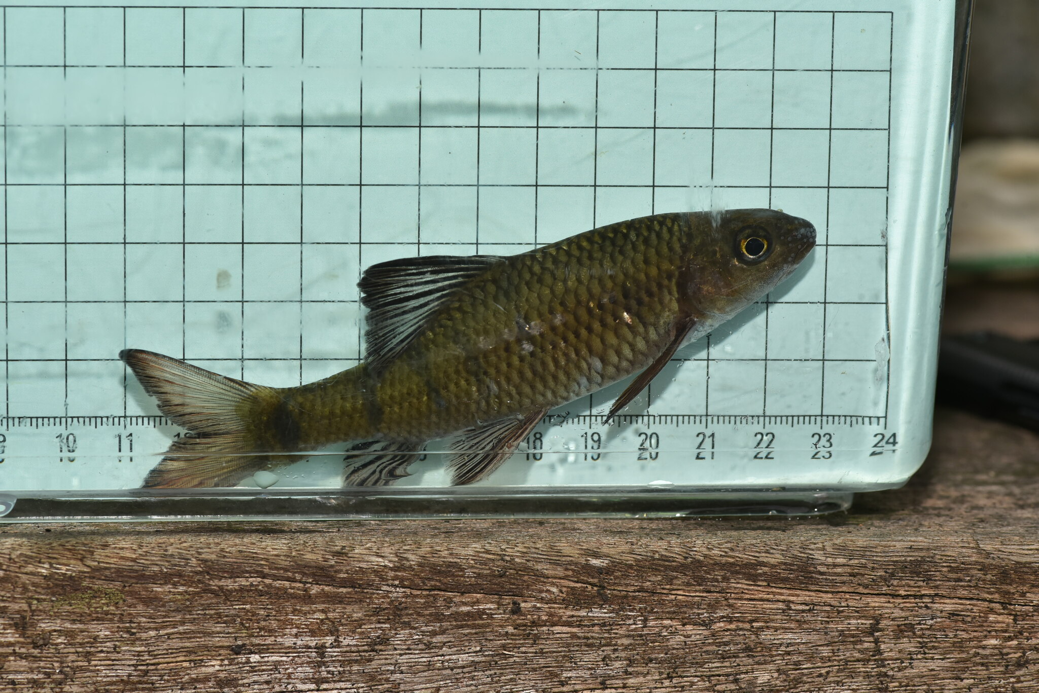 Acrossocheilus Oshima, 1919