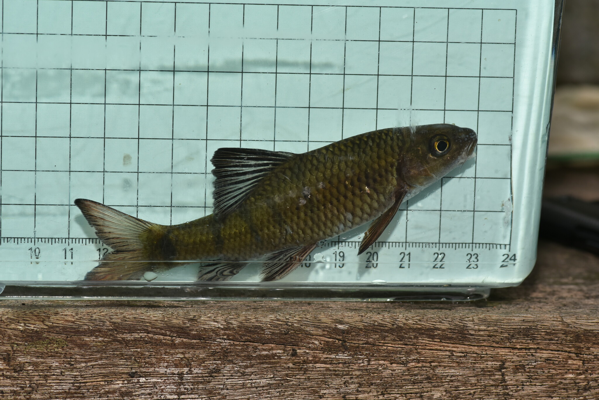 Acrossocheilus Oshima, 1919