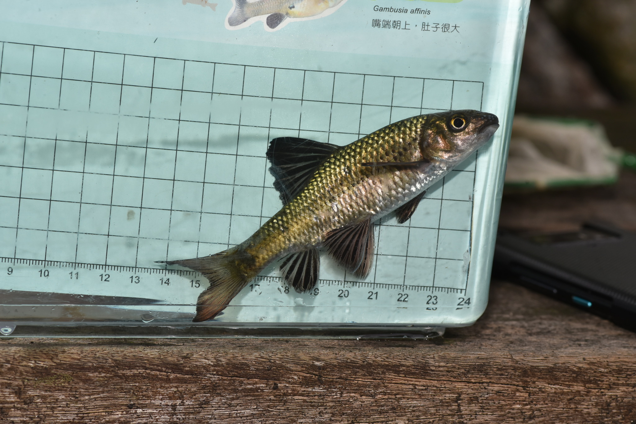 Acrossocheilus Oshima, 1919