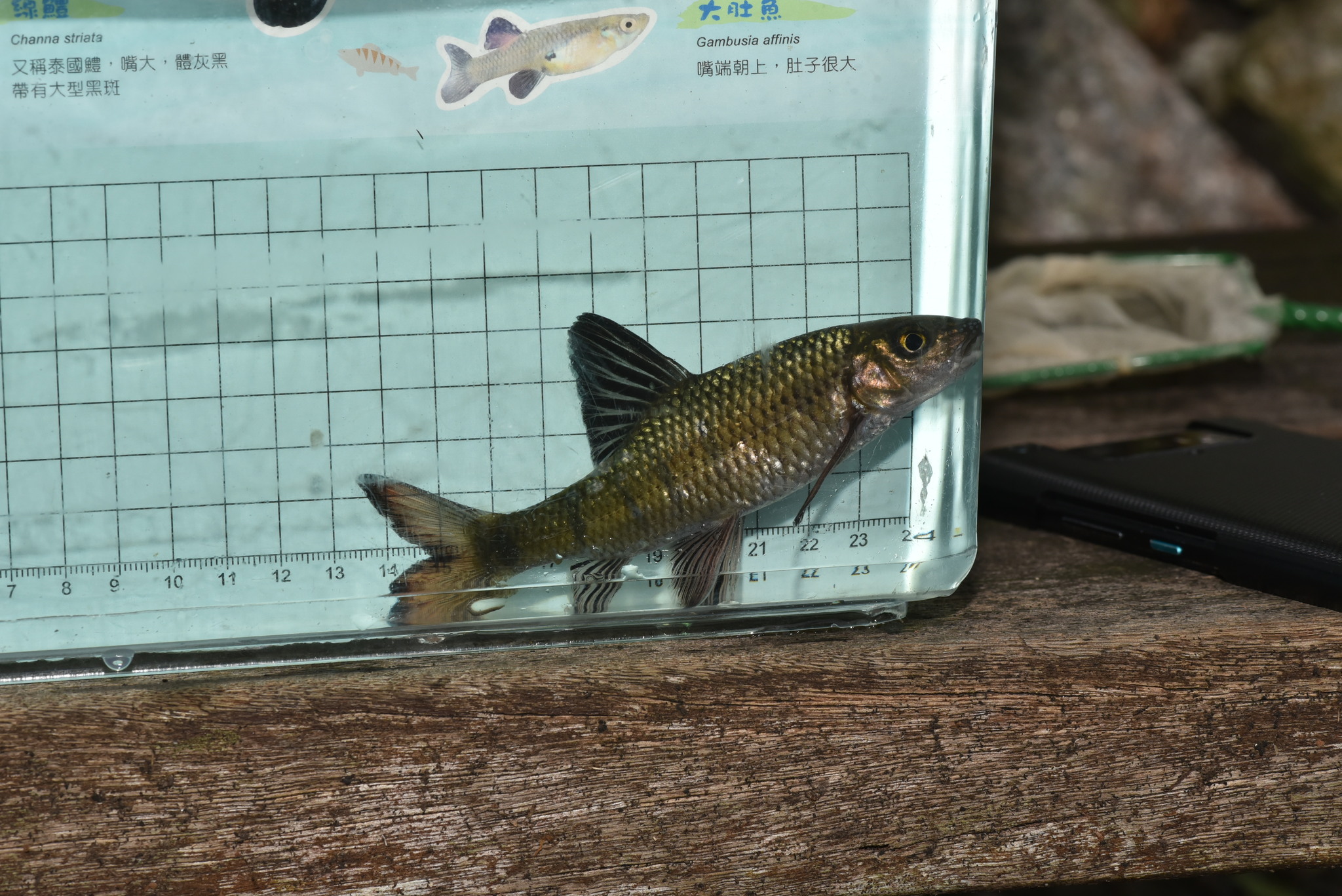 Acrossocheilus Oshima, 1919