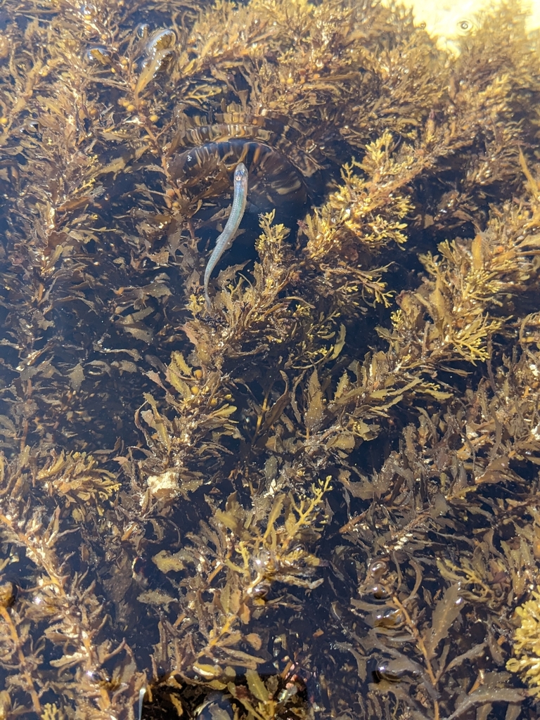 brown algae from Mexico on March 25, 2023 at 11:01 AM by Alina Martin ...