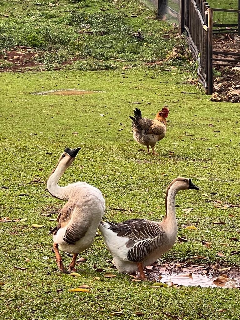 Domestic Swan Goose from Río San Juan, República Dominicana on February ...