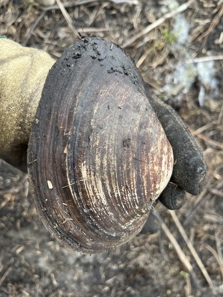 Giant Floater Mussel from Plainfield, IL, US on April 03, 2023 at 09:01 ...